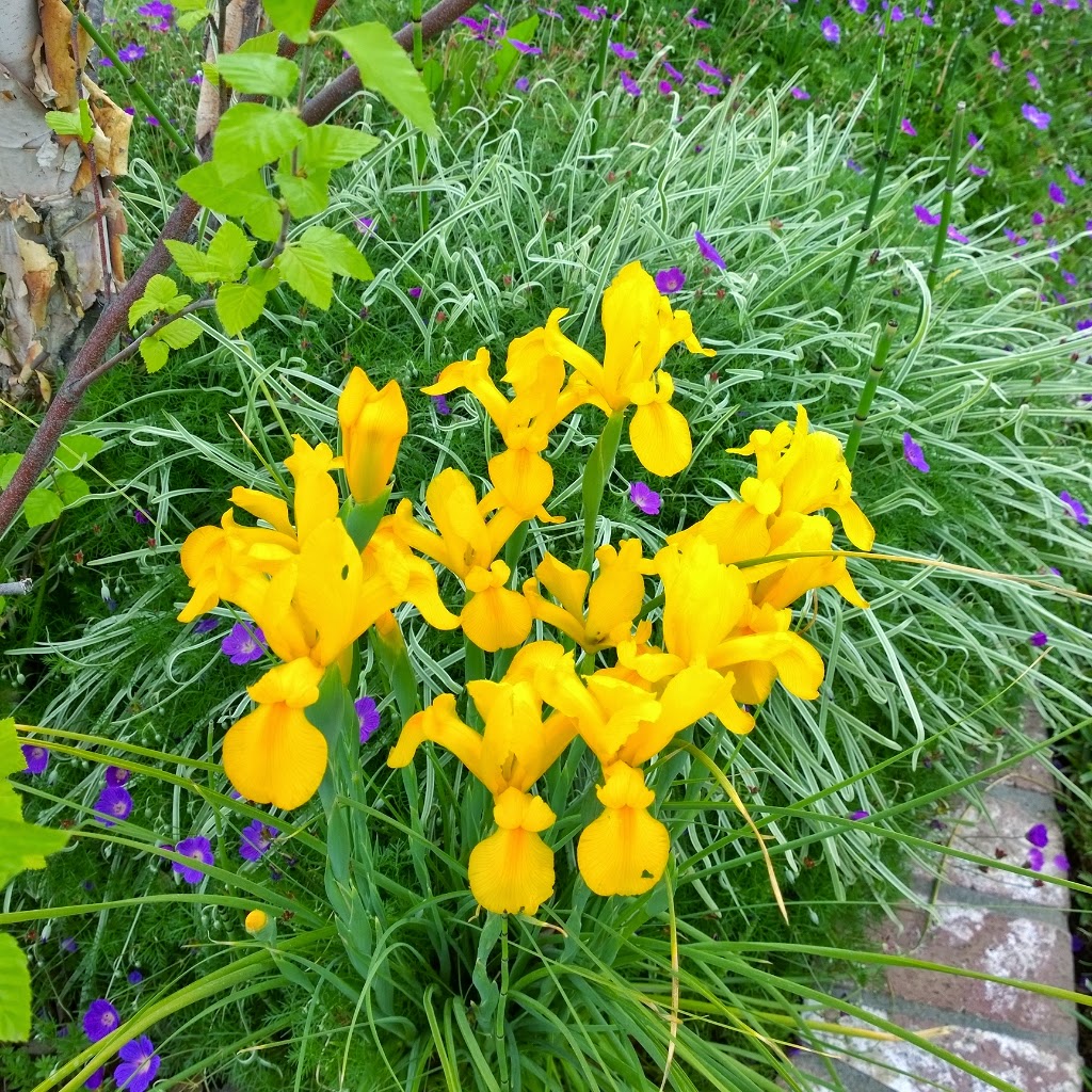 Sunny Simple Life: Easy Flower Gardening - Growing Dutch Iris